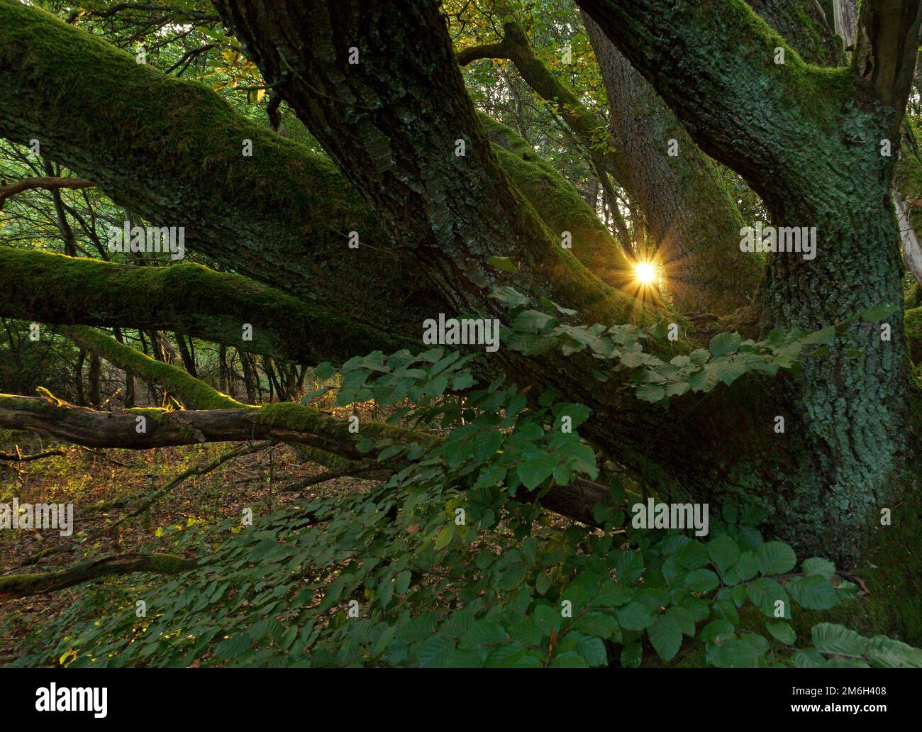 Setting sun shining through an old oak tree, Hesse, Germany Stock Photo ...
