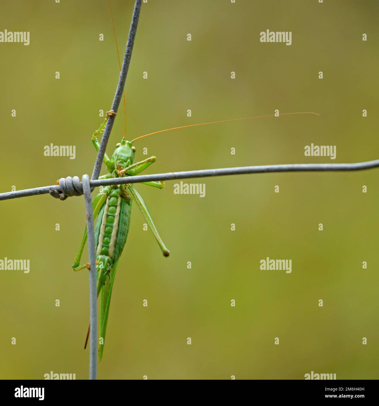 Great green bush cricket (Tettigonia viridissima) female, Hesse ...