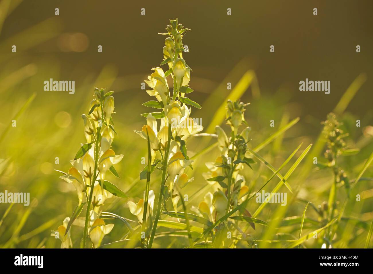 True toadflax, also common toadflax (Linaria vulgaris), common toadflax ...