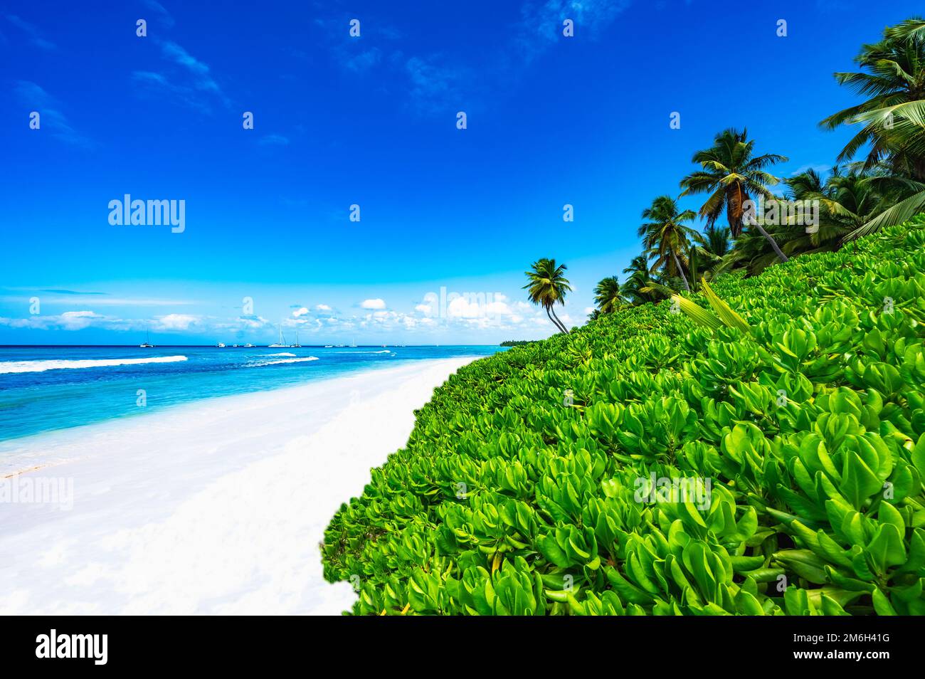Caribbean sea palm trees paradise Stock Photo - Alamy