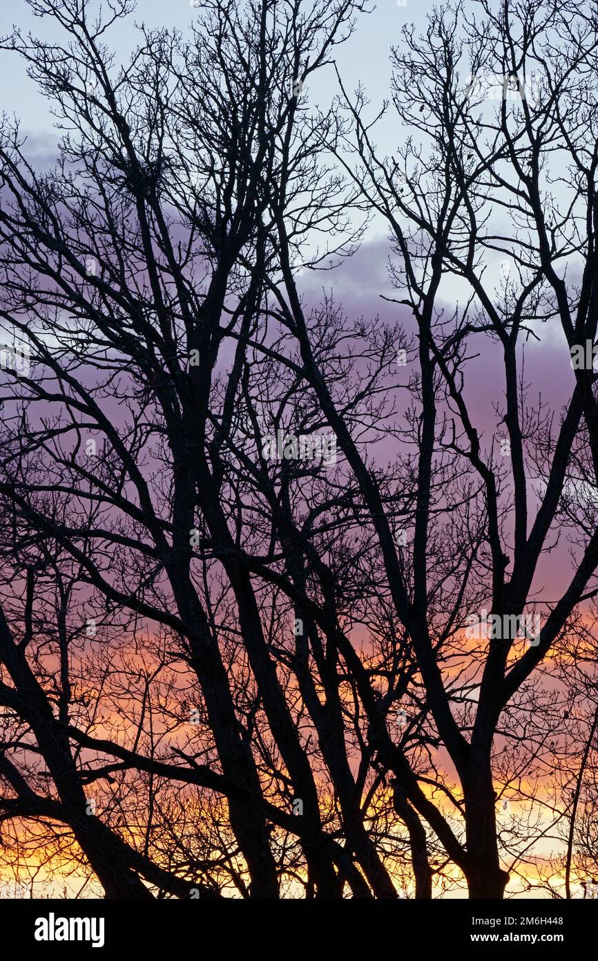 Setting sun tree hi-res stock photography and images - Alamy