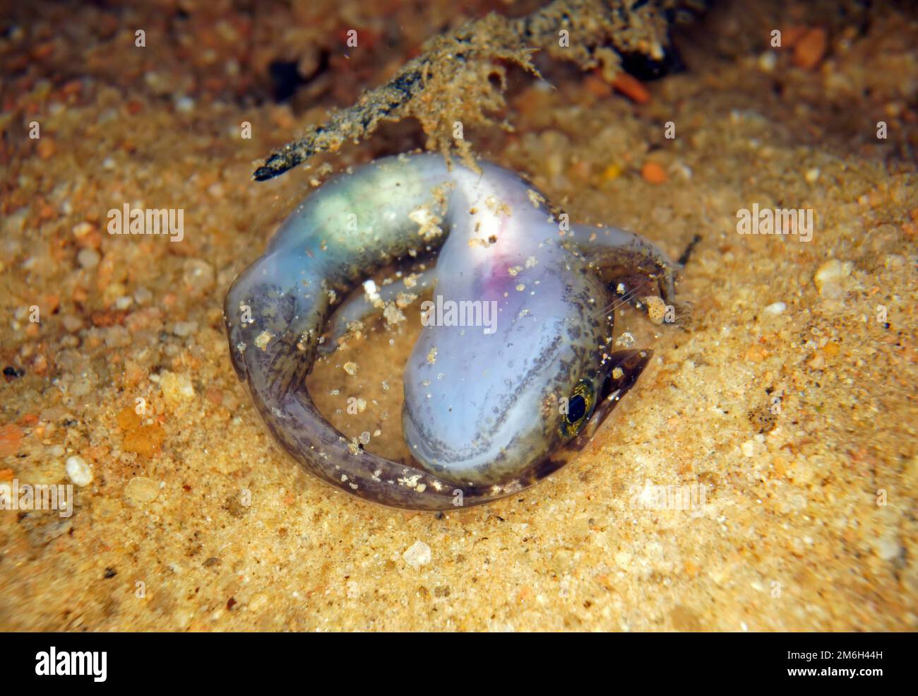 Larva of fire salamander (Salamandra salamandra), Hesse, Germany Stock ...