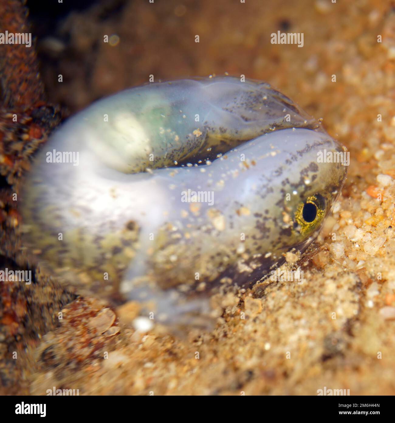Larva of fire salamander (Salamandra salamandra), Hesse, Germany Stock ...