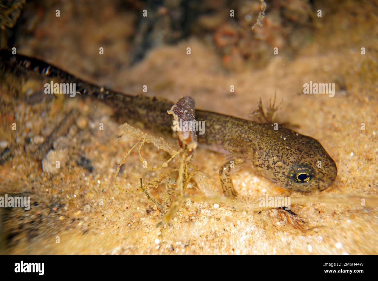 Larva of fire salamander (Salamandra salamandra), Hesse, Germany Stock ...