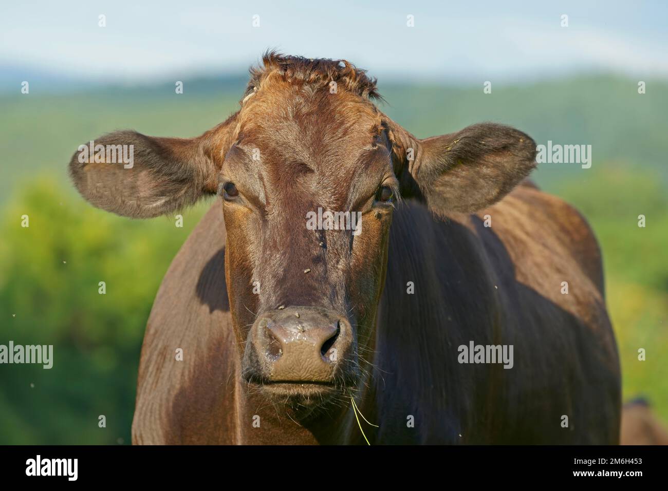 Domestic cattle, Wagyu, Japanese breed, known for tender meat, Hesse ...