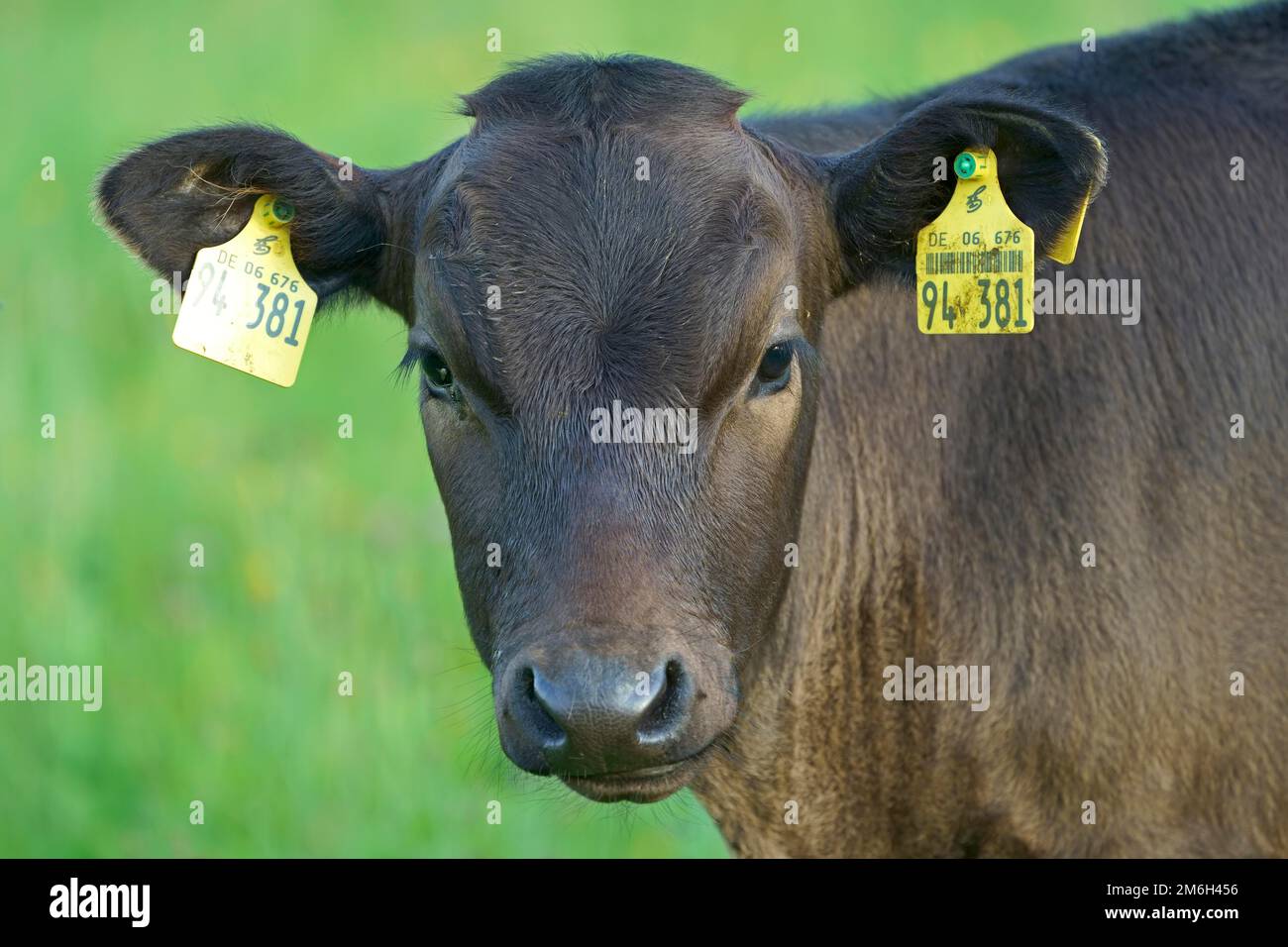 Domestic cattle, Wagyu, Japanese breed, known for tender meat, calf ...