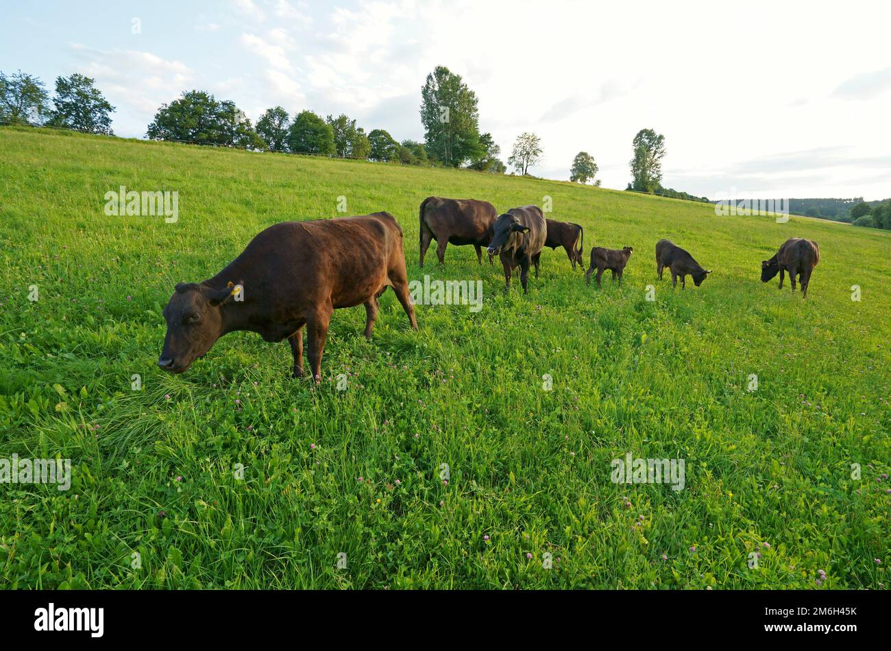 Domestic cattle, Wagyu, Japanese breed, known for tender meat, grazing ...