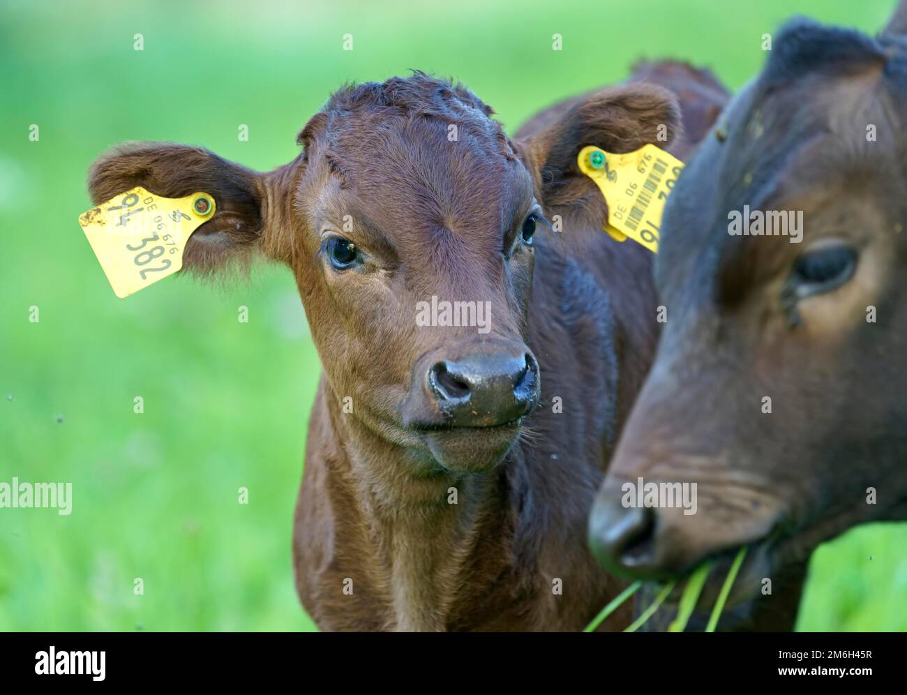 Domestic cattle, Wagyu, Japanese breed, known for tender meat, Hesse ...