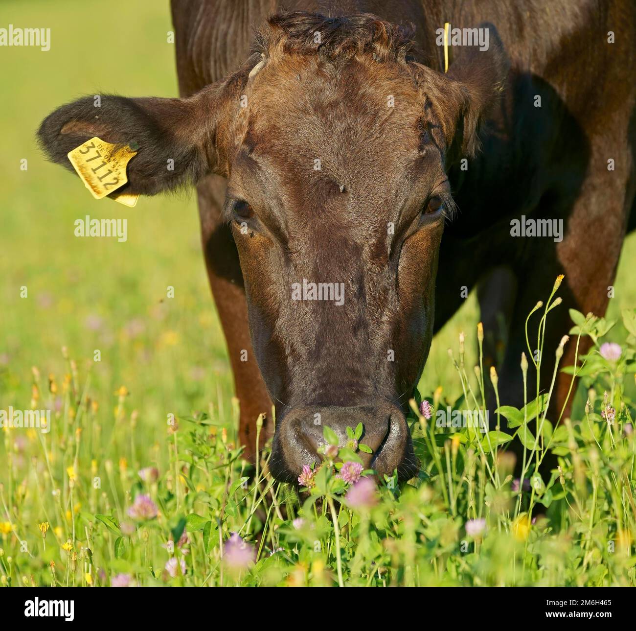 Domestic cattle, Wagyu, Japanese breed, known for tender meat, Hesse ...