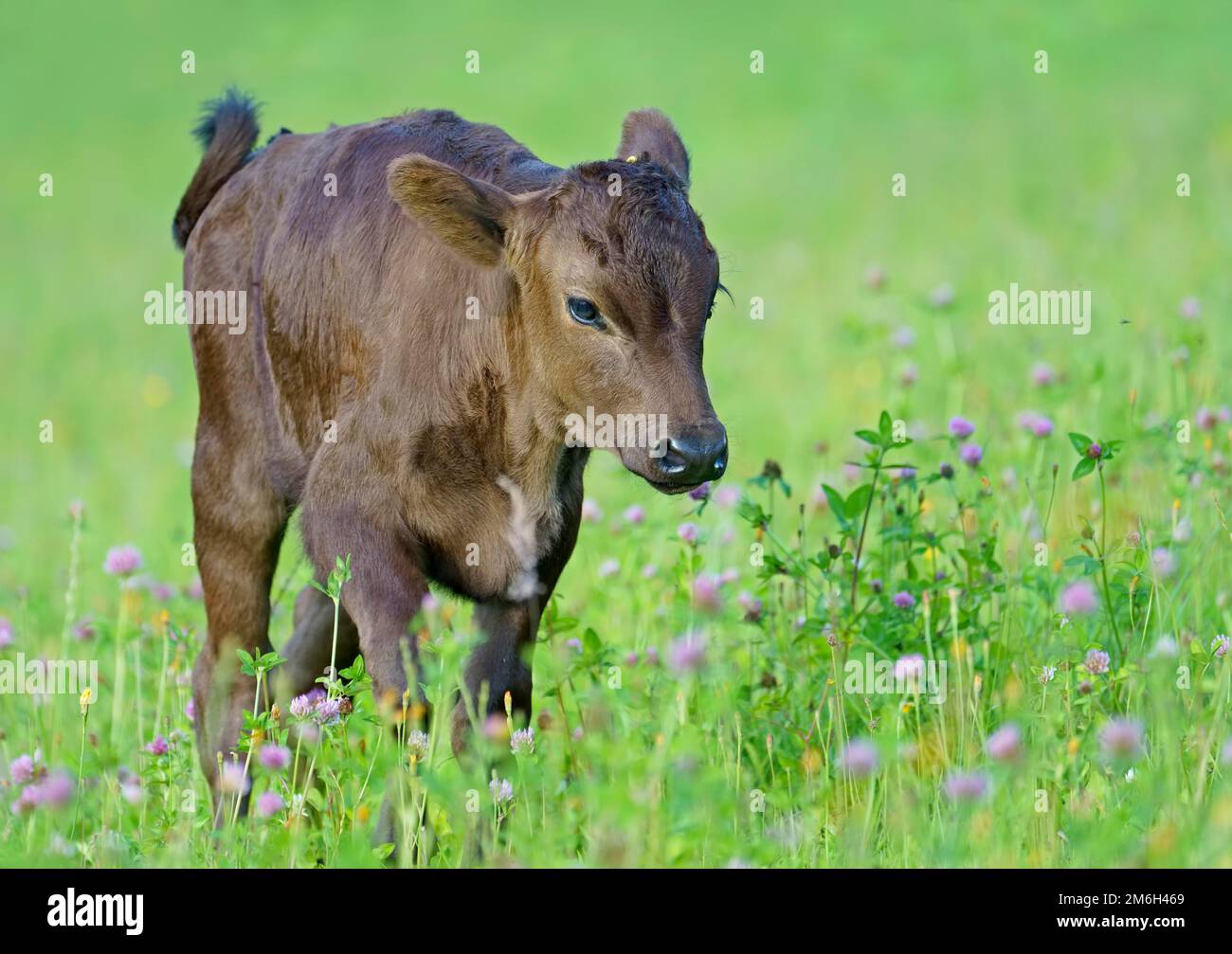 Domestic cattle, Wagyu, Japanese breed, known for tender meat, calf ...
