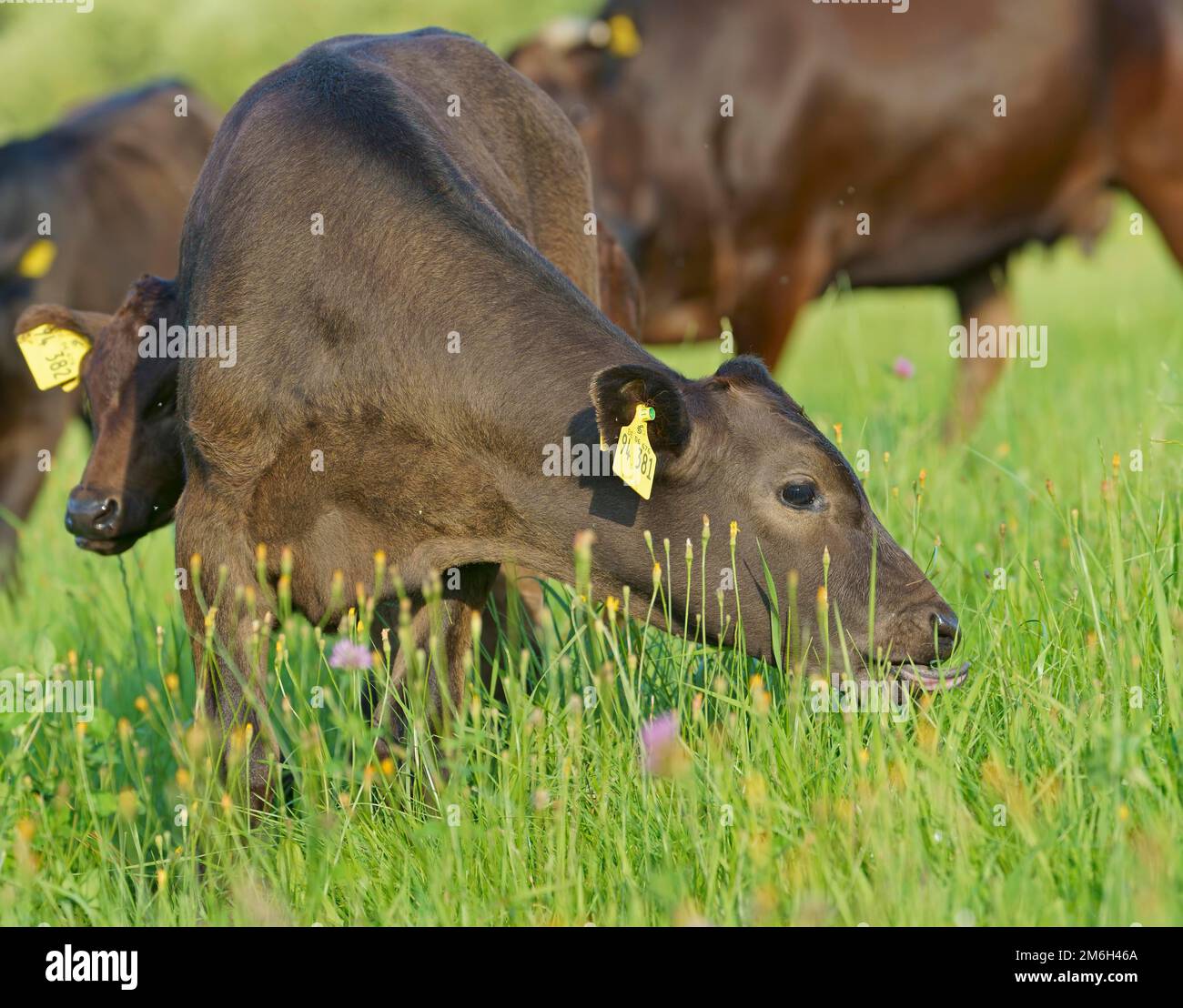 Domestic cattle, Wagyu, Japanese breed, known for tender meat, eating ...