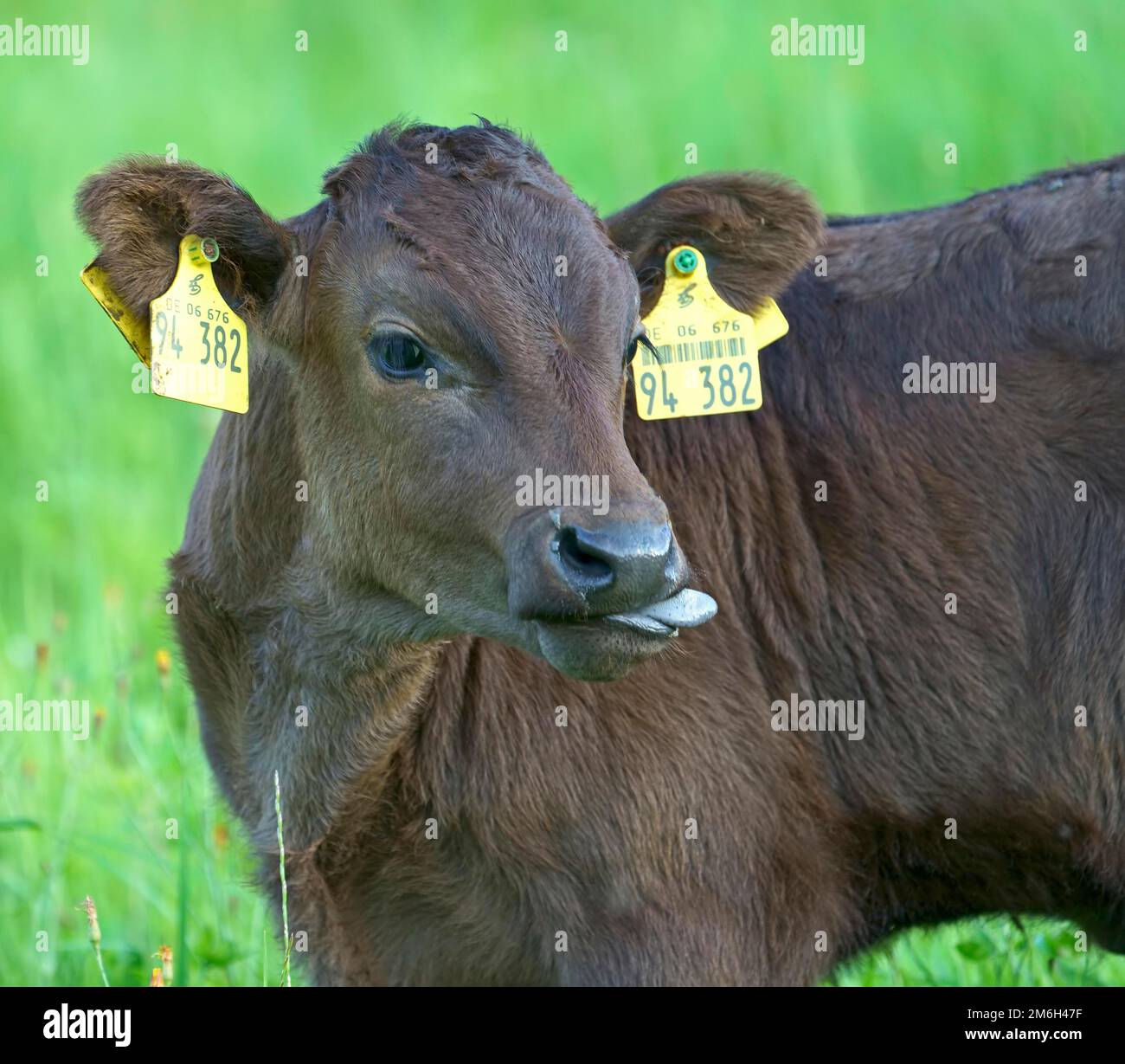 Domestic cattle, Wagyu, Japanese breed, known for tender meat, calf ...