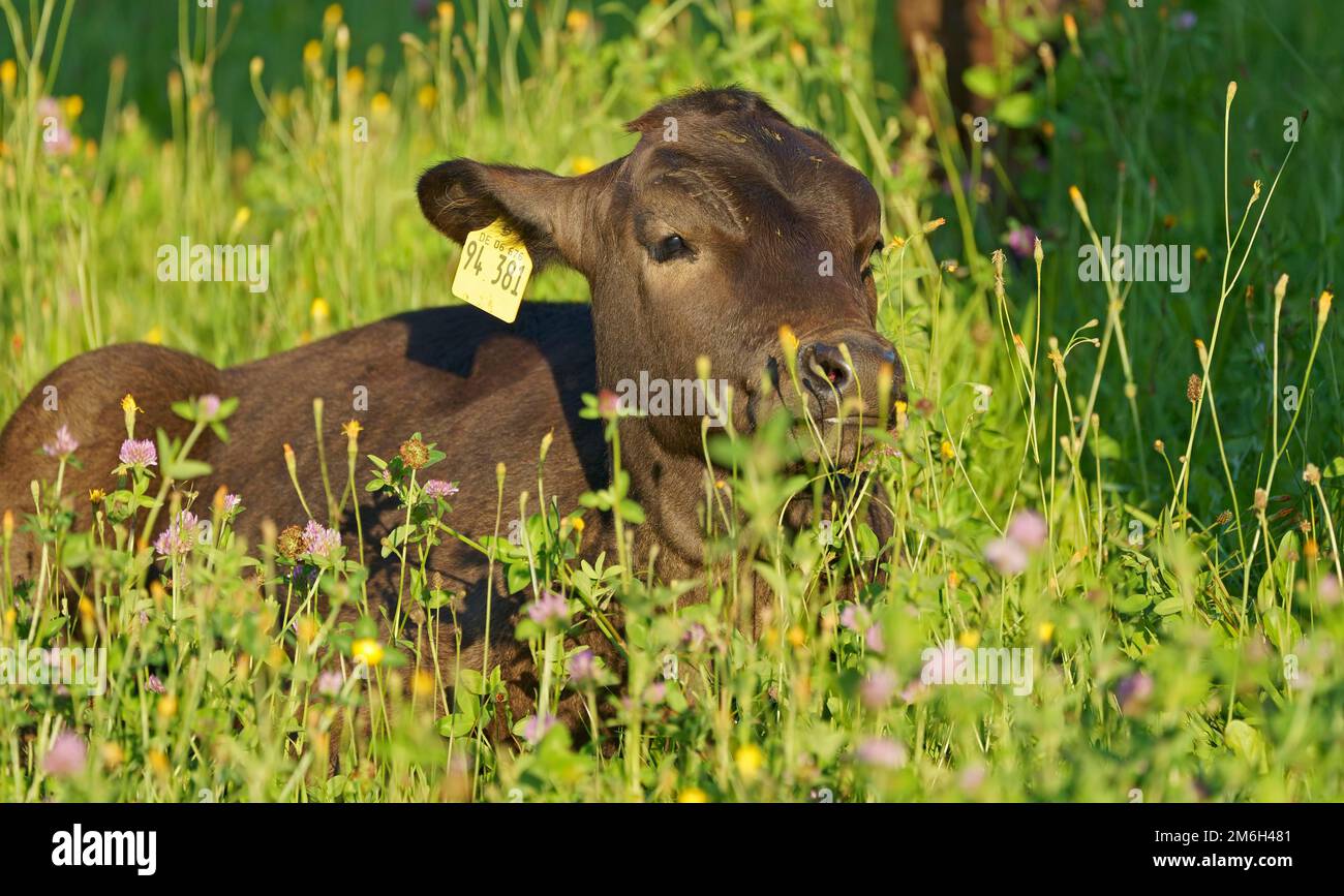 Domestic cattle, Wagyu, Japanese breed, known for tender meat, calf ...