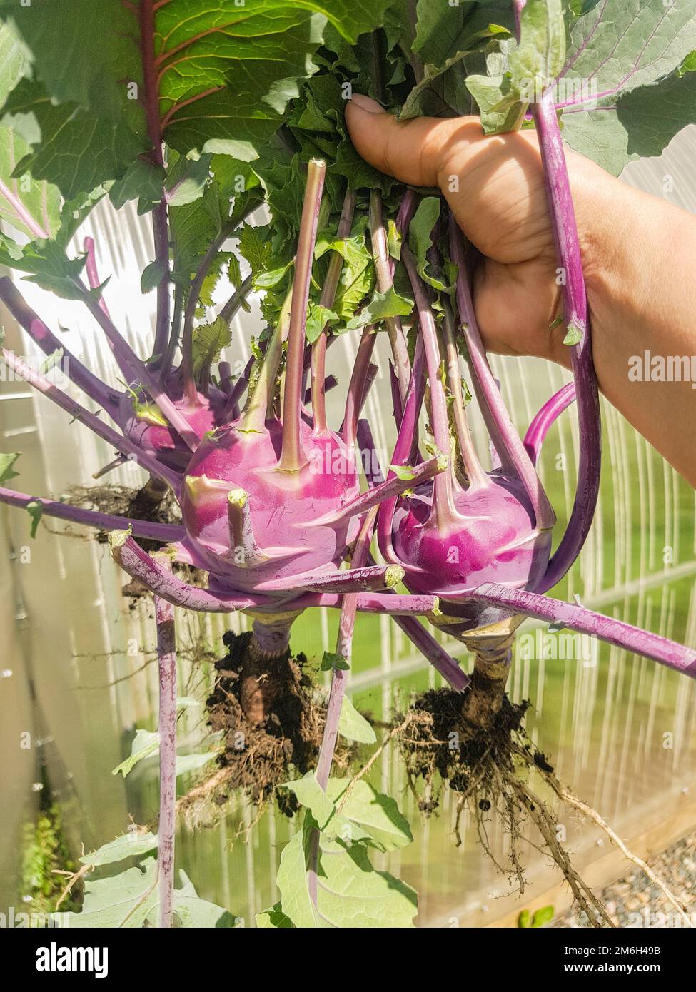 A woman's hand holds three freshly picked purple cabbage turnips with ...
