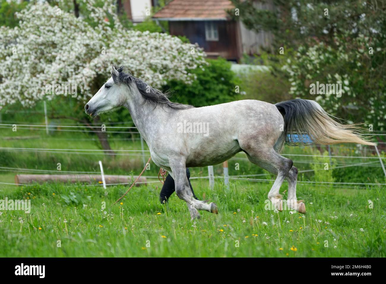 Horse, grey horse running, Hesse, Germany Stock Photo - Alamy