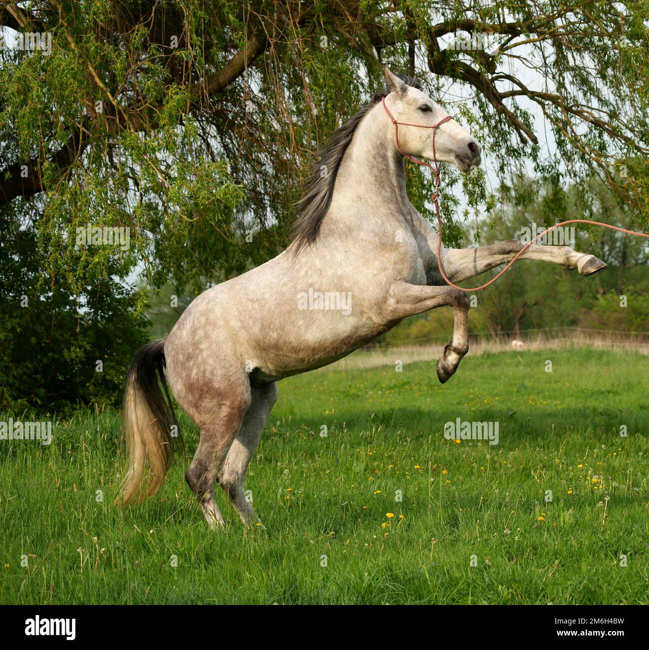Horse climbing hi-res stock photography and images - Alamy