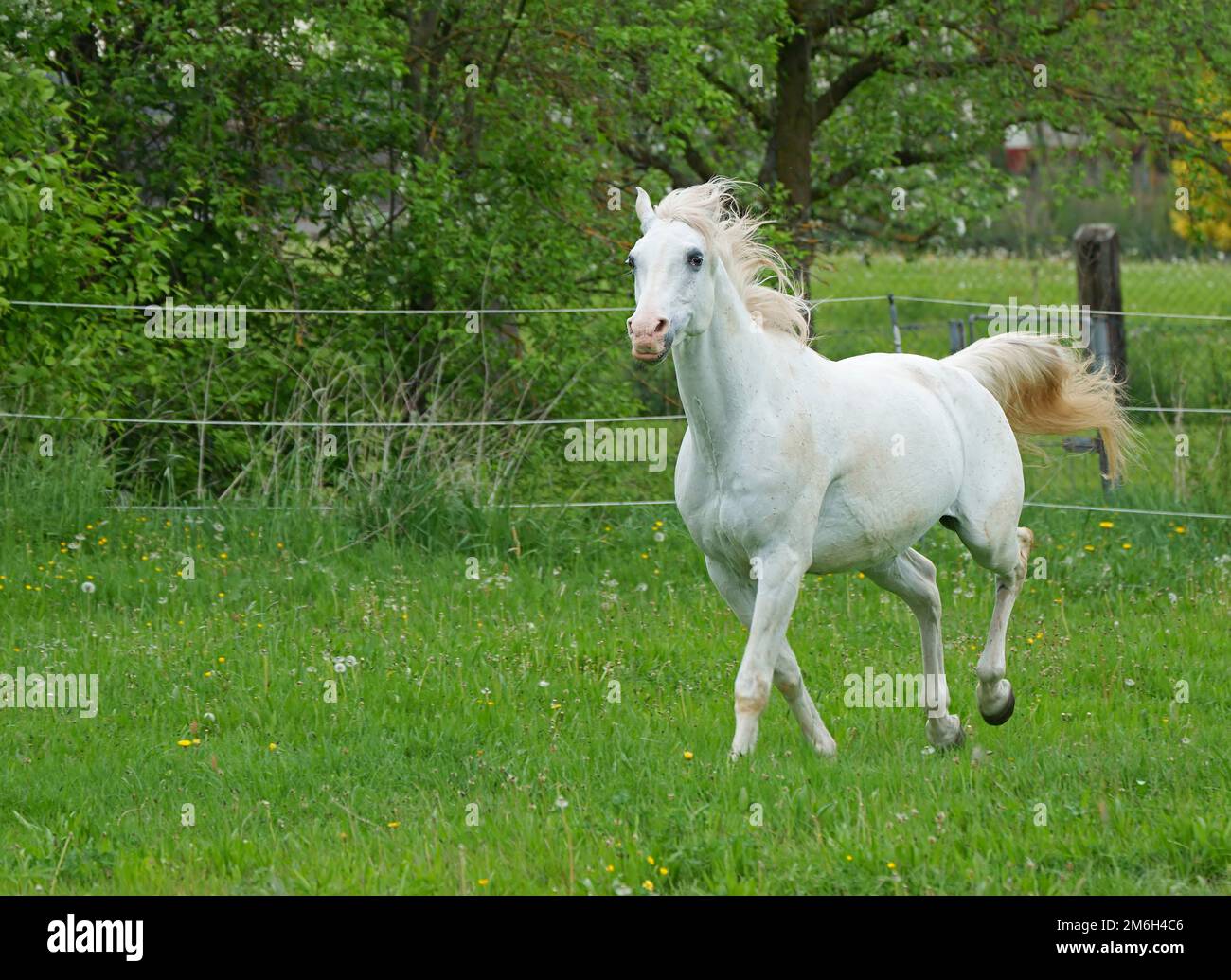White horse running grey hi-res stock photography and images - Alamy