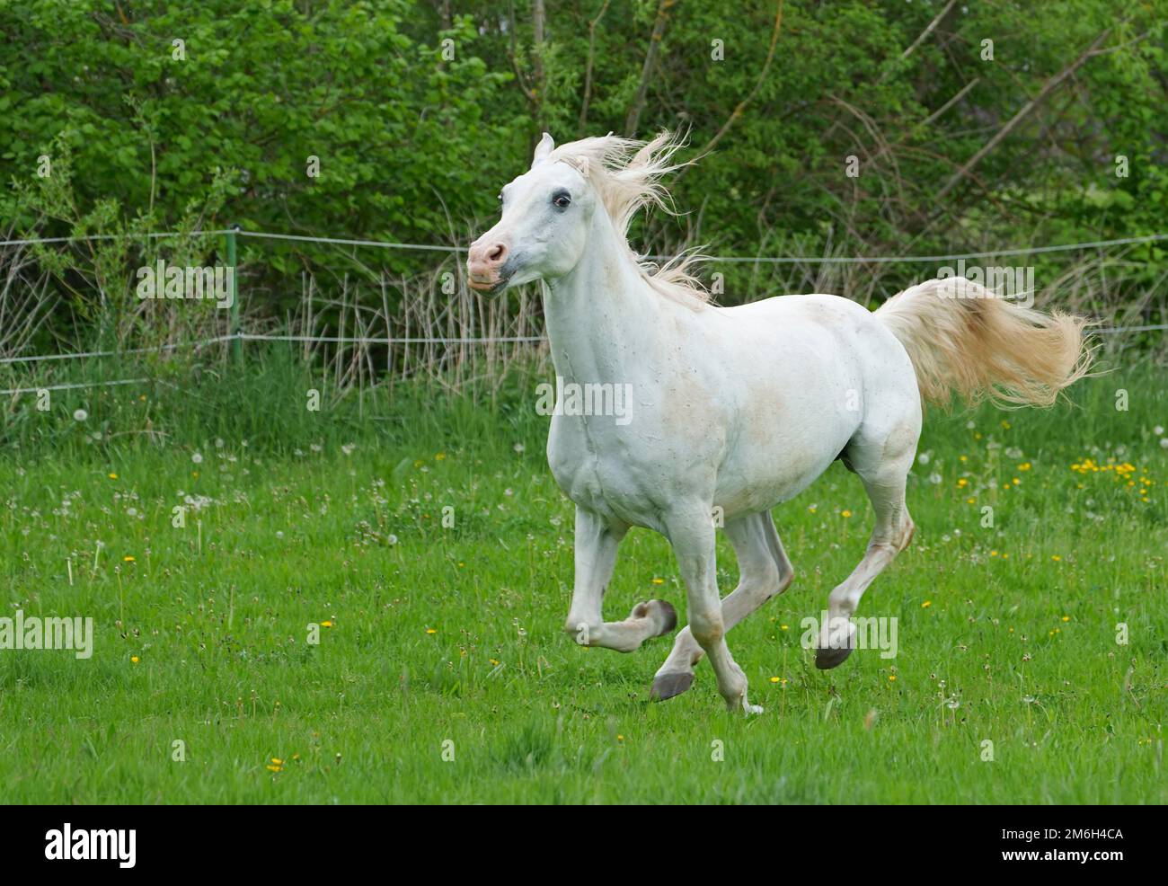 Horse, grey horse running, Hesse, Germany Stock Photo - Alamy