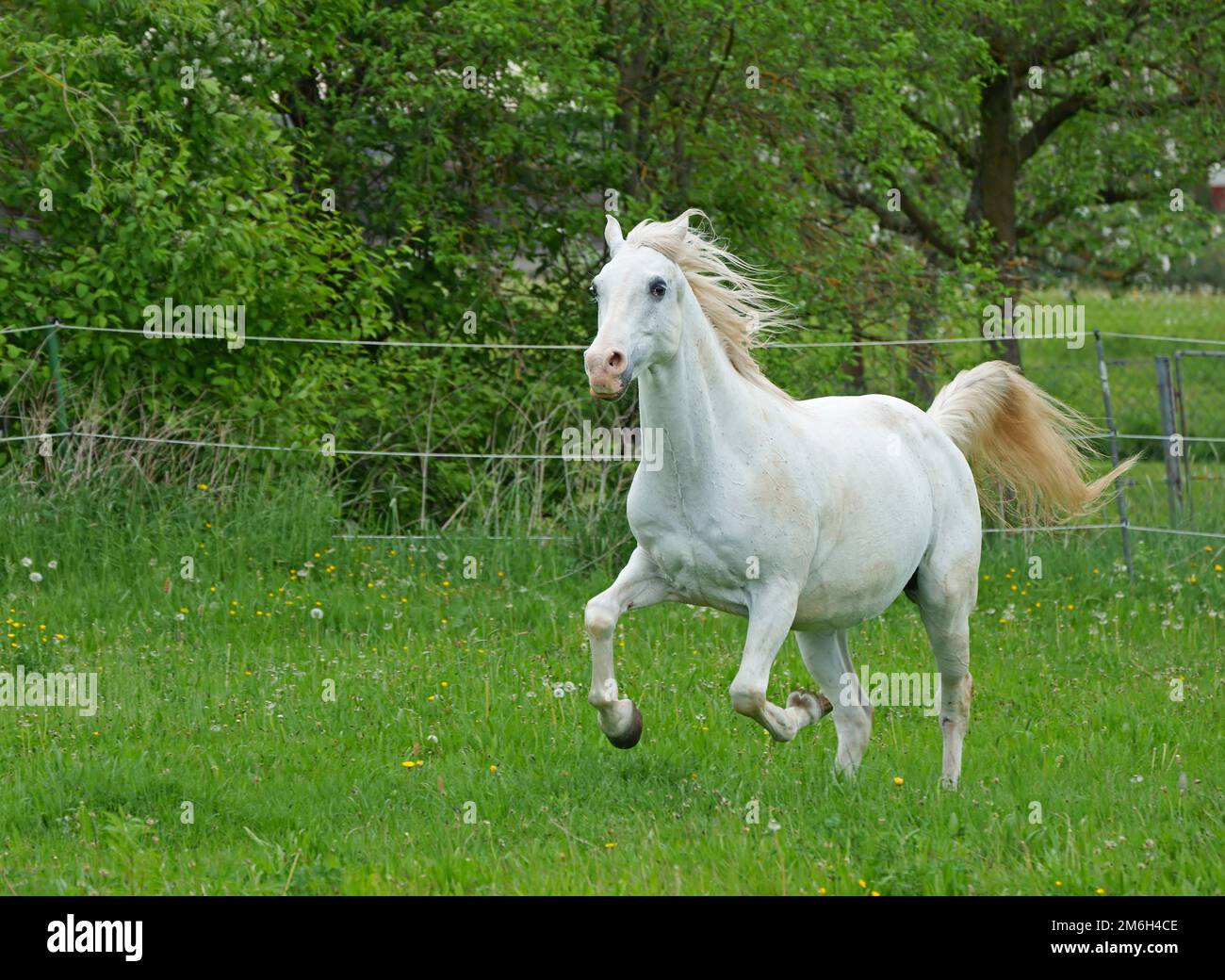 Horse, grey horse running, Hesse, Germany Stock Photo - Alamy