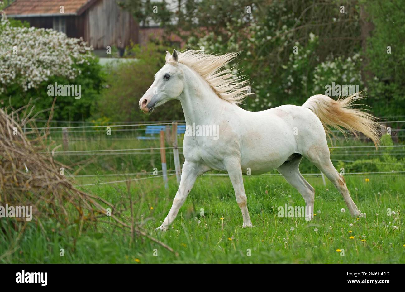 Horse, grey horse running, Hesse, Germany Stock Photo - Alamy