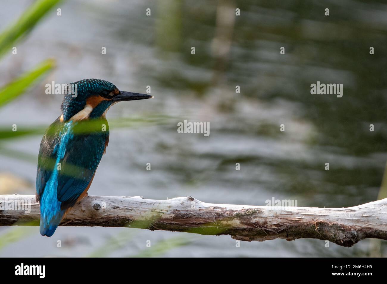 Common kingfisher perched on a branch at Lakenheath Fen nature reserve ...