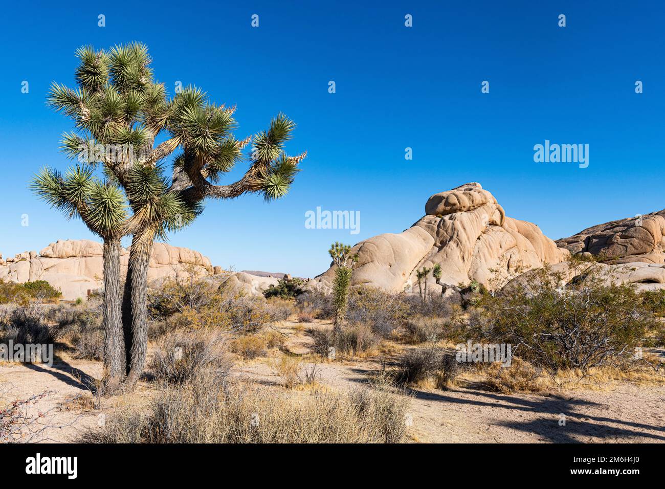 Joshua trees in the Joshua Tree National Park, California, USA Stock ...