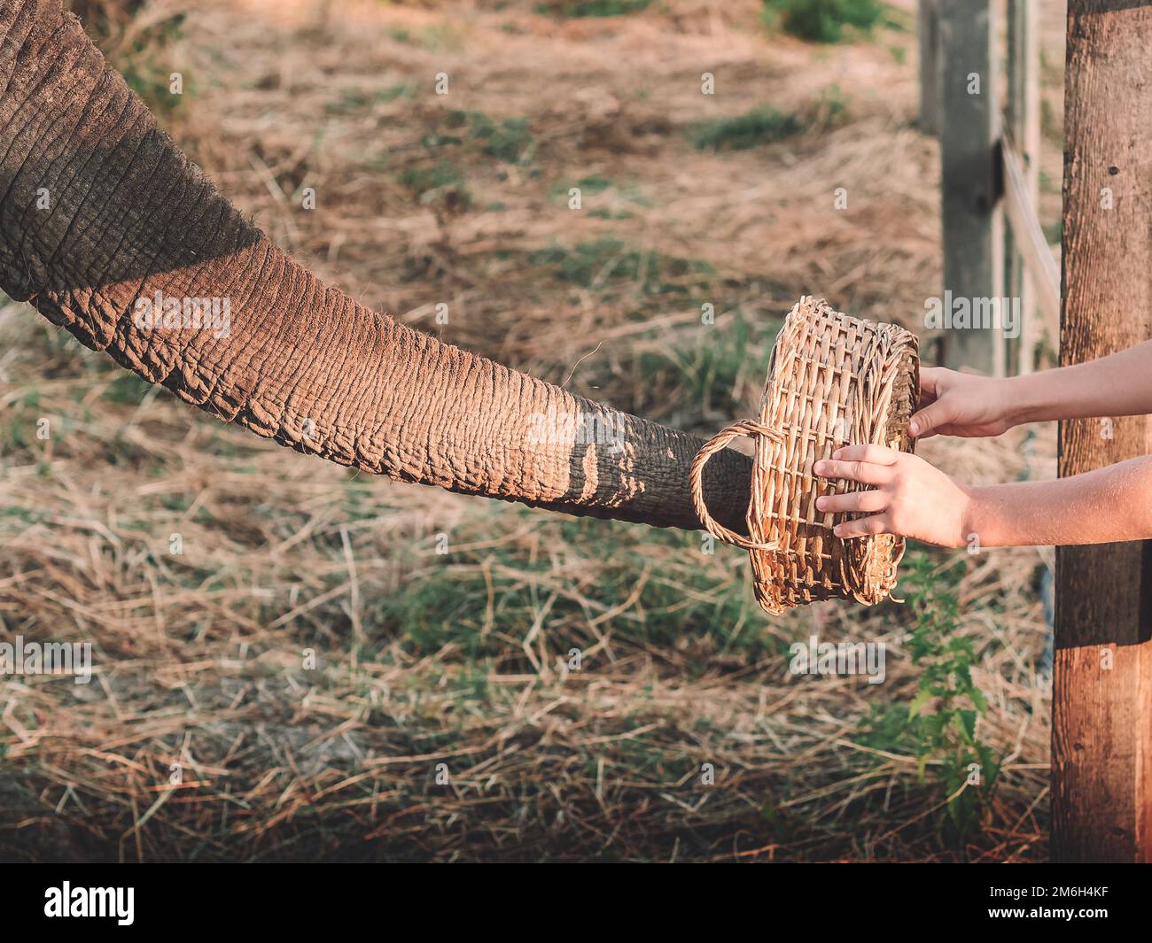 The elephant trunk illuminated by the sun pulls out a treat from a ...