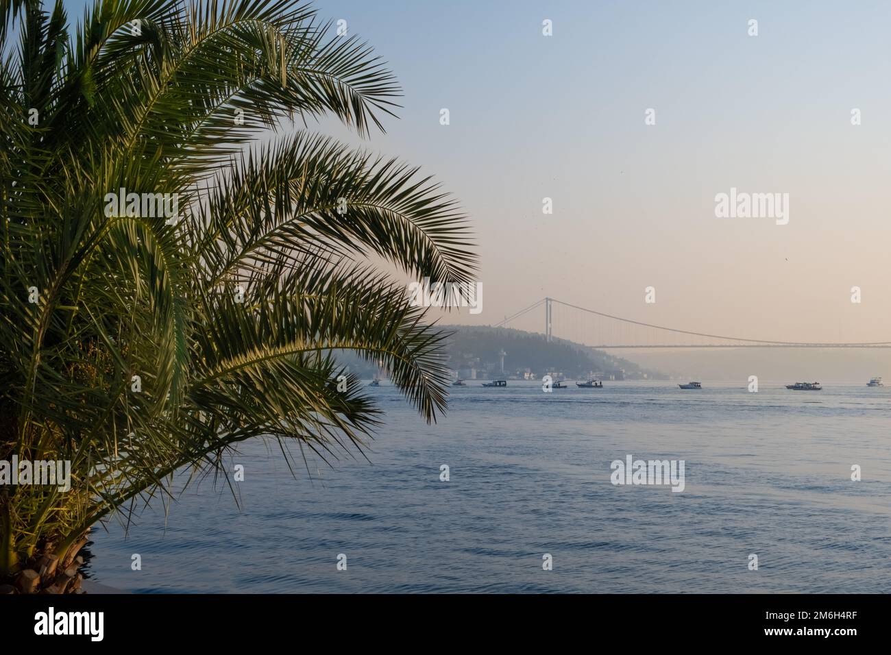 Palm tree and seascape, copy space. Bosphorus view in istanbul, empty ...