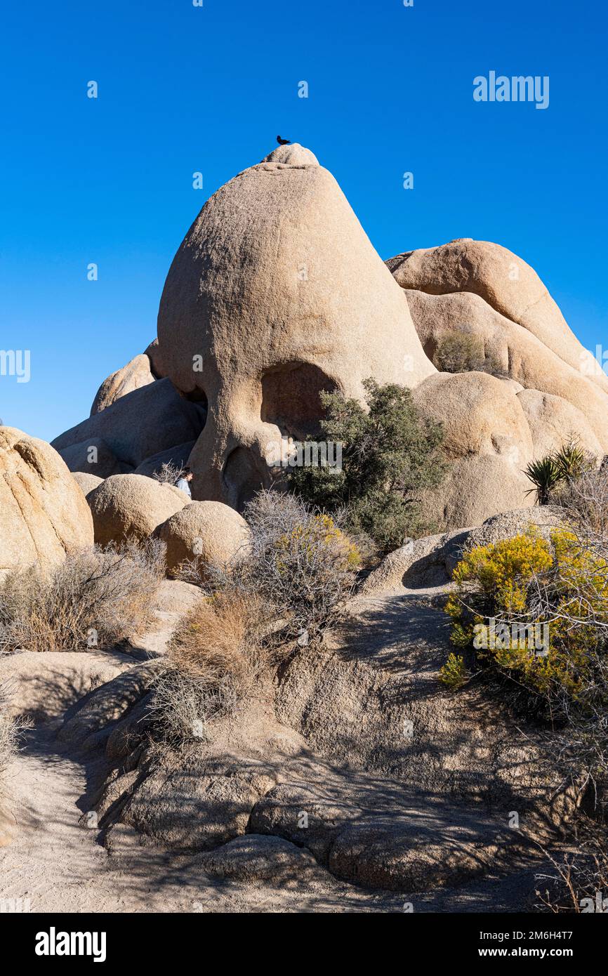 Skull rock formation, Joshua Tree National Park, California, USA Stock ...
