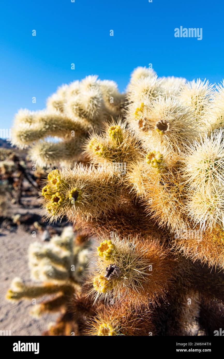 Cholla Cactus Garden, Joshua Tree National Park, California, USA Stock ...