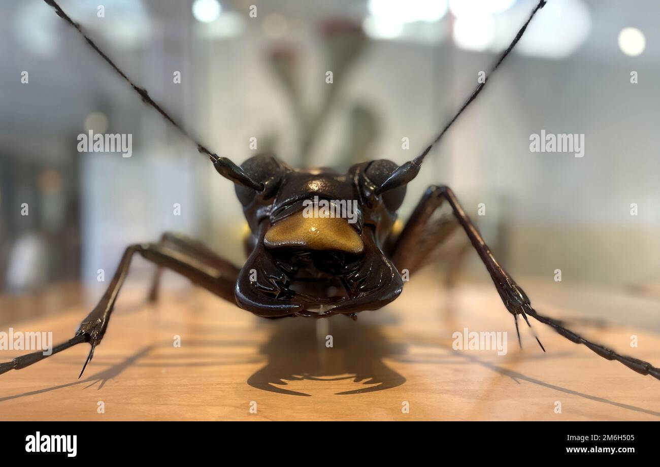 Stuffed animals on display hi-res stock photography and images - Alamy