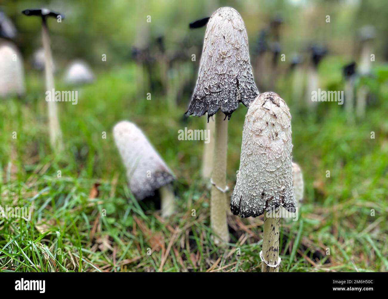 White mushrooms with black ink close up in forest Stock Photo - Alamy