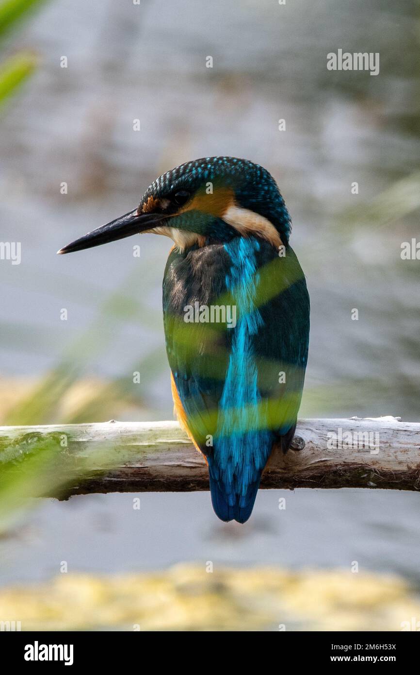 Common kingfisher perched on a branch at Lakenheath Fen nature reserve ...