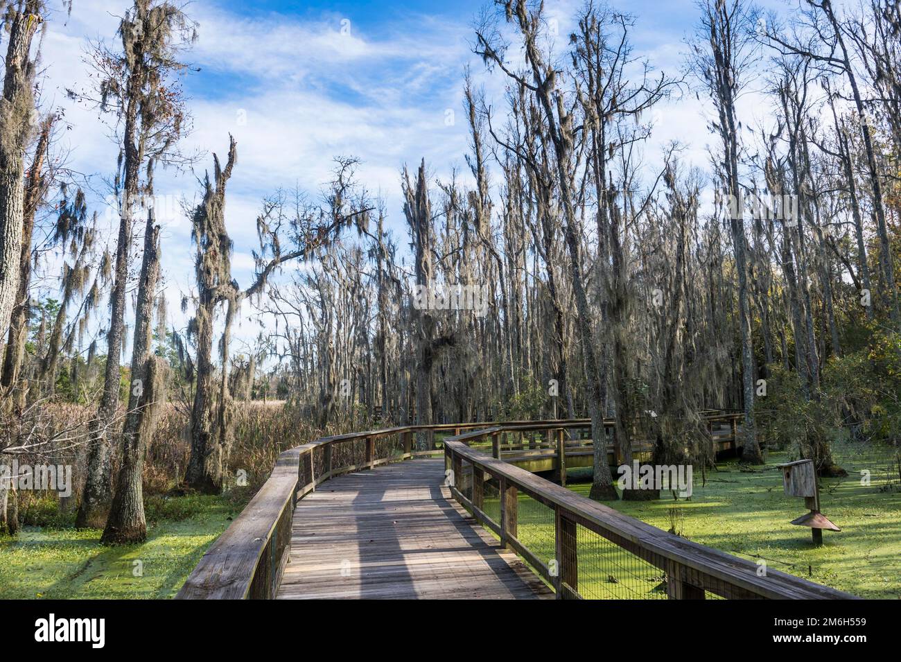 Dead trees in the swamps of the Magnolia Plantation outside Charleston ...