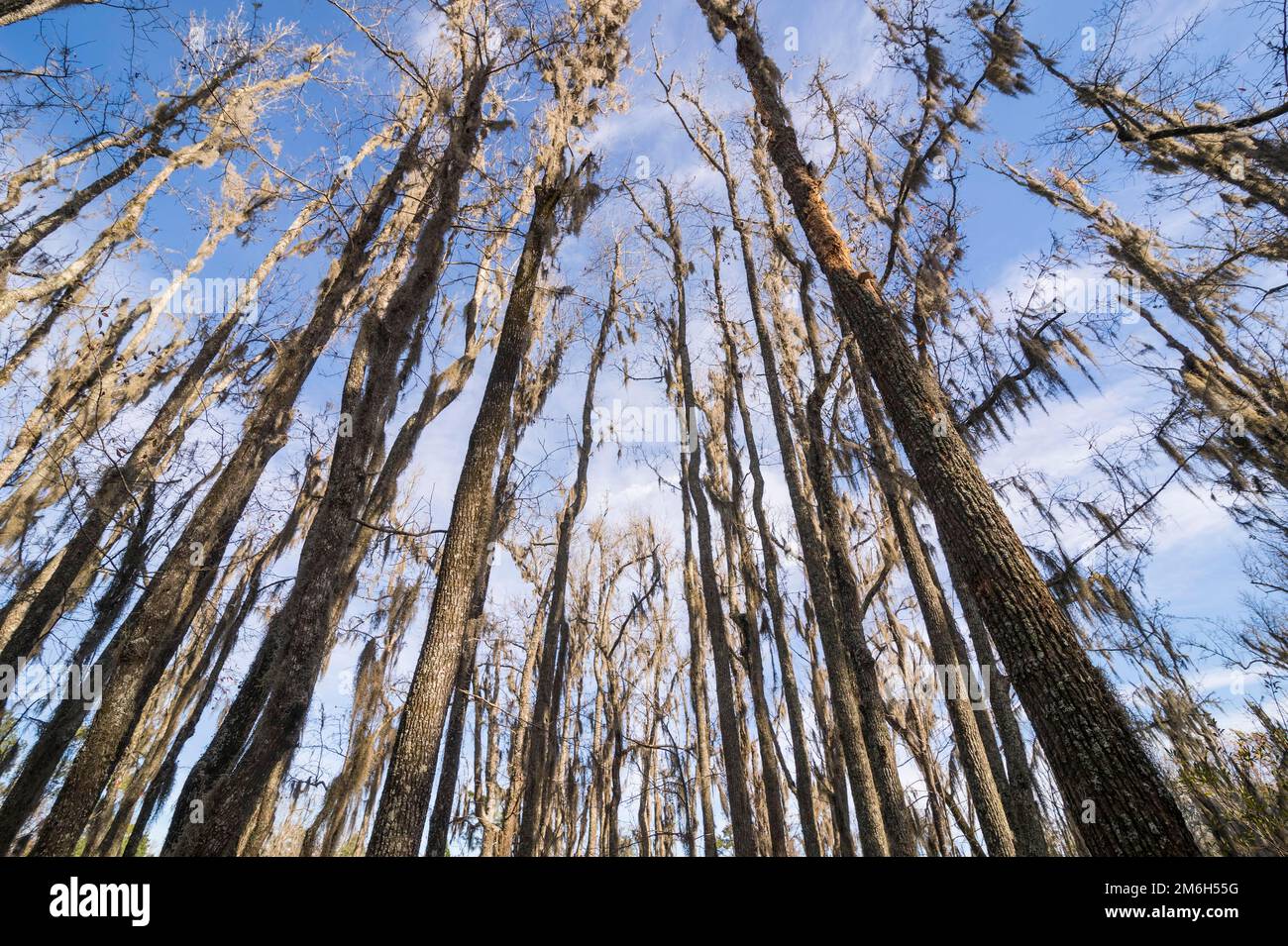Dead trees in the swamps of the Magnolia Plantation outside Charleston ...