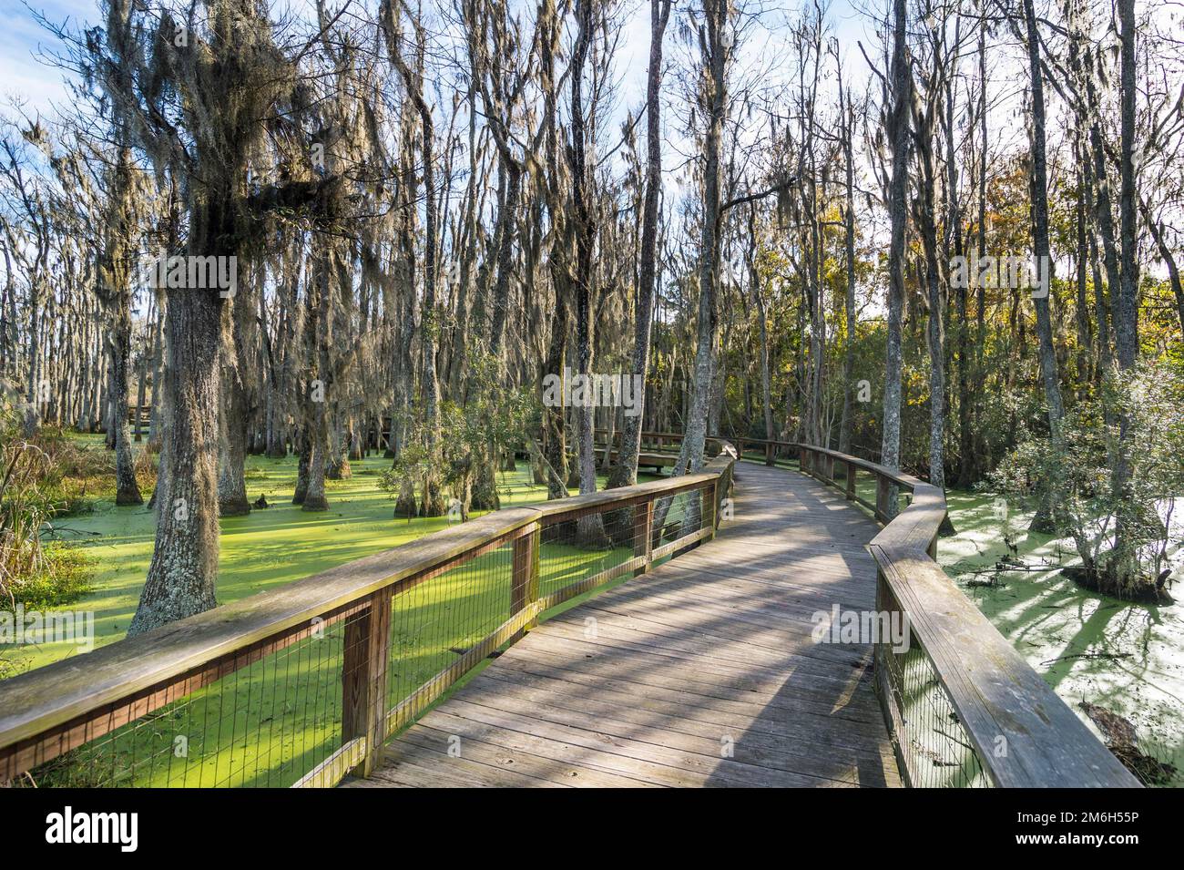 Dead trees in the swamps of the Magnolia Plantation outside Charleston ...