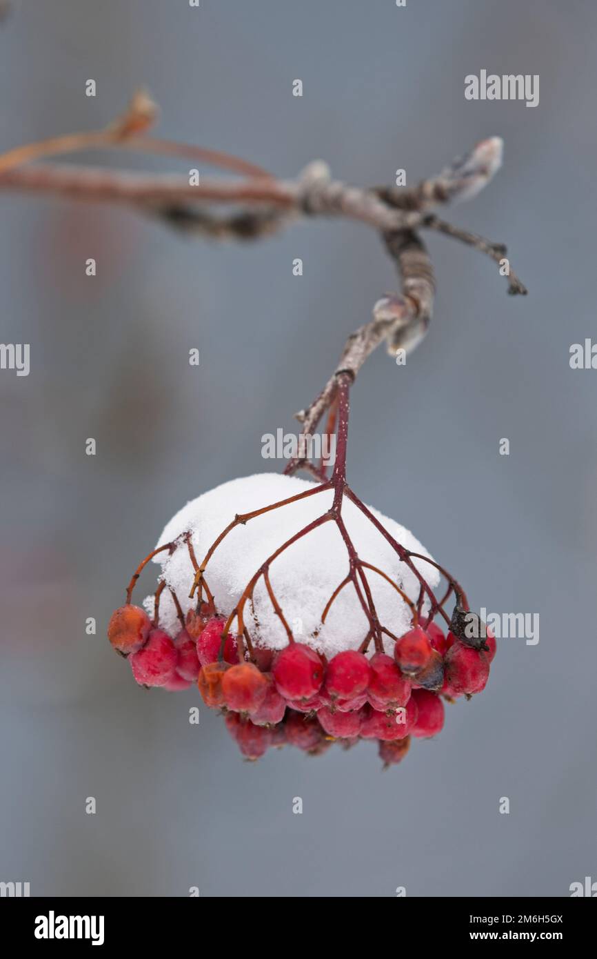 Clusters of mountain ash hi-res stock photography and images - Alamy