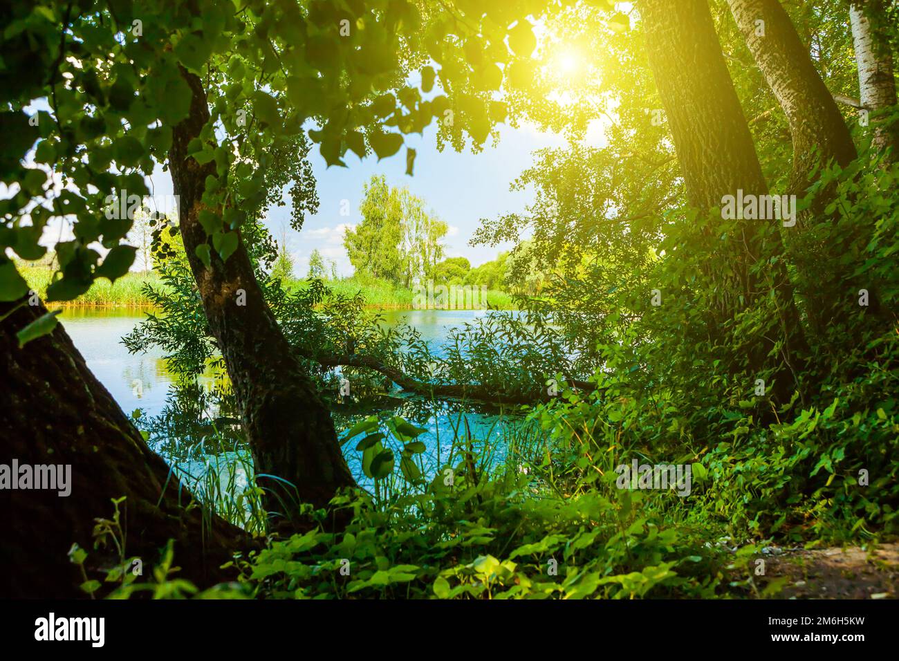 lake in deep forest Stock Photo - Alamy