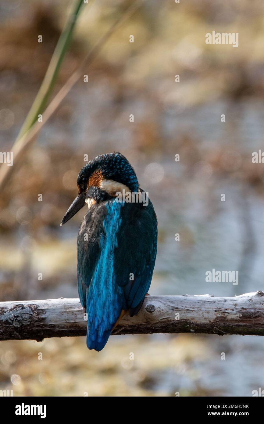 Common kingfisher perched on a branch at Lakenheath Fen nature reserve ...