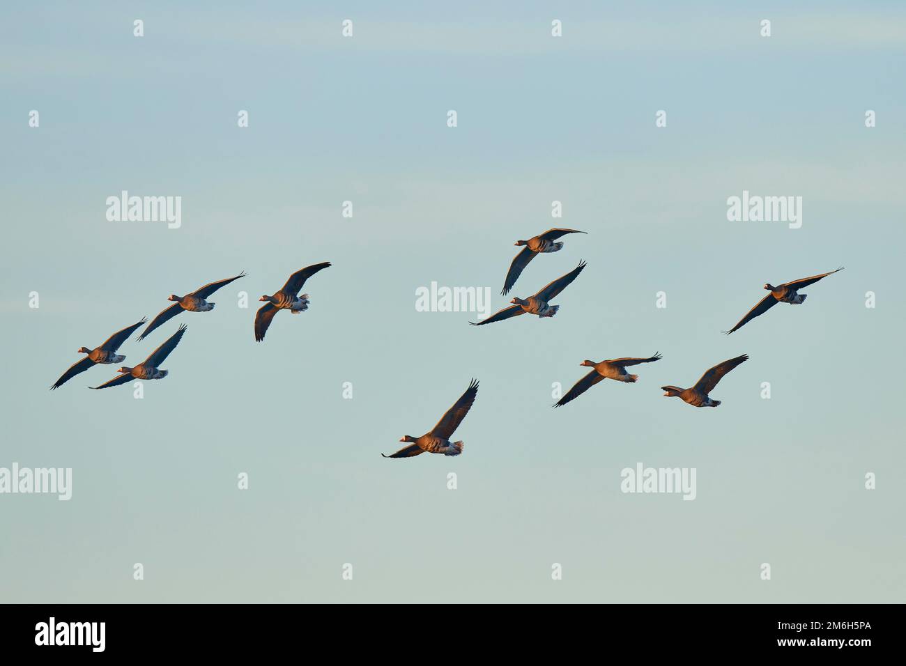 Greater white-fronted goose (Anser albifrons), White-fronted Goose ...