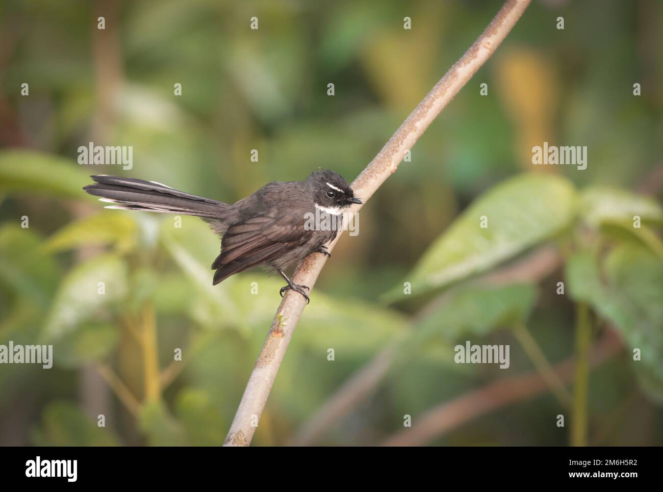 white-browed fantail is a small passerine bird belonging to the family ...