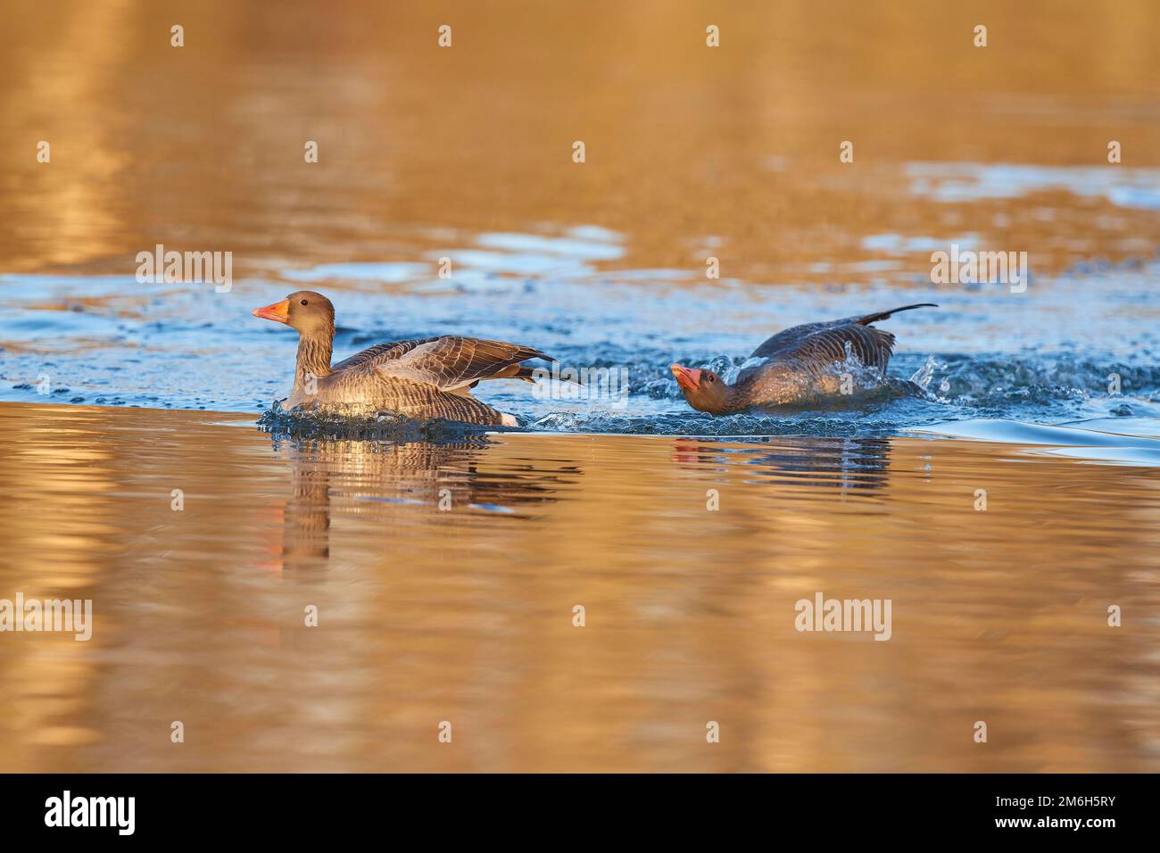 Greylag goose (Anser anser), two geese in mating season, Reinheimer ...