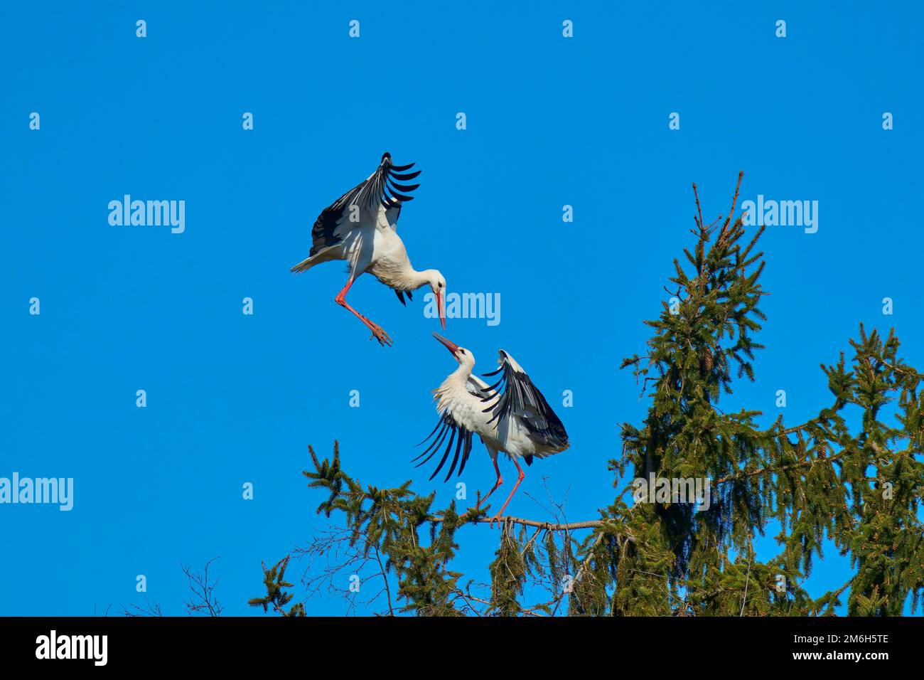 Fight or flight hi-res stock photography and images - Alamy