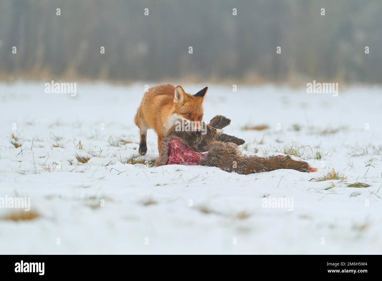 Red fox (Vulpes vulpes), at the loo, european roe deer (Capreolus ...