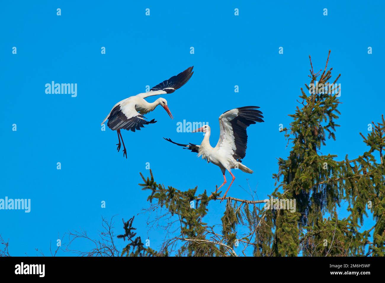 Fight or flight hi-res stock photography and images - Alamy