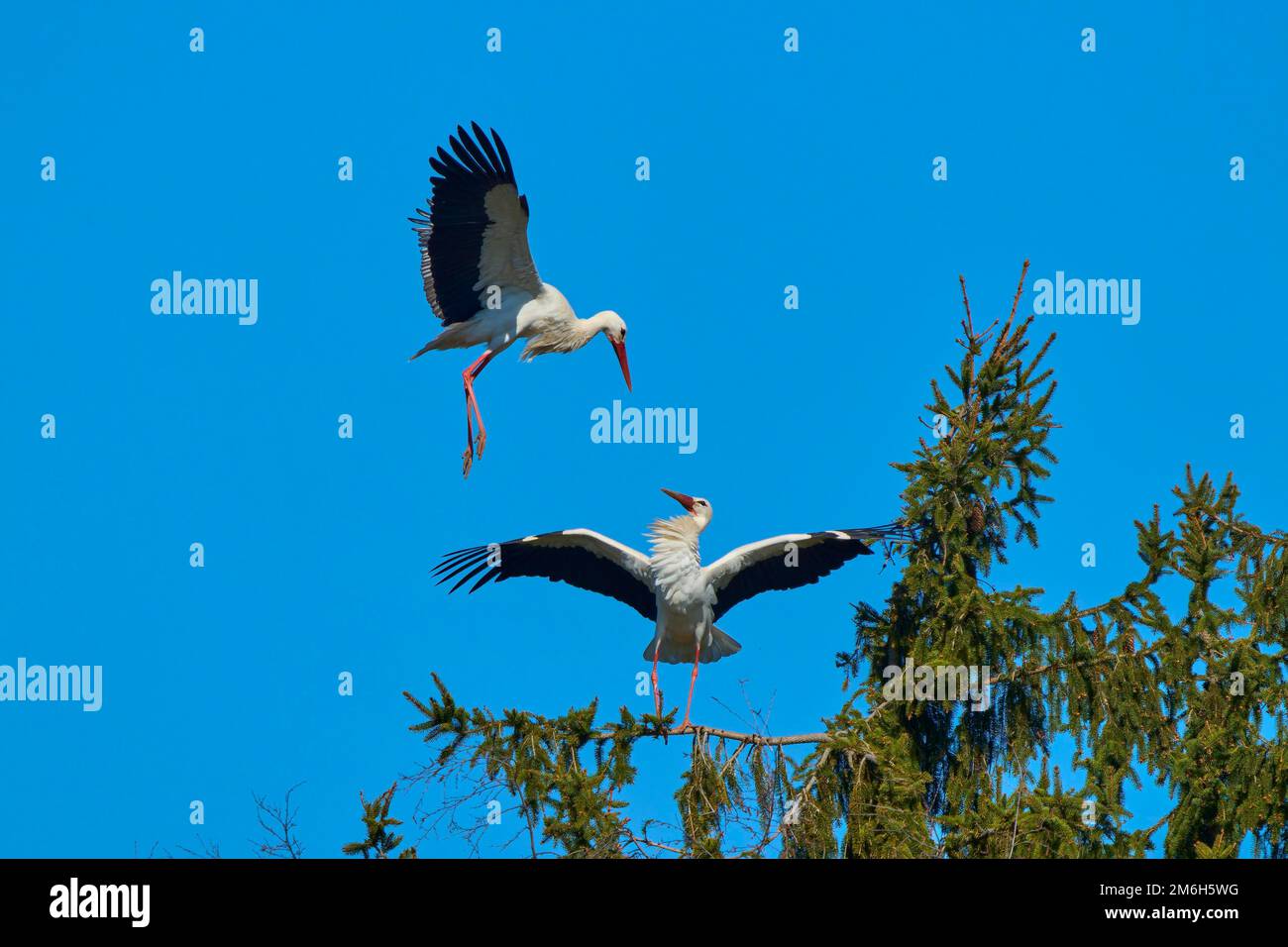 White stork (Ciconia ciconia), two birds fighting in flight, spring ...