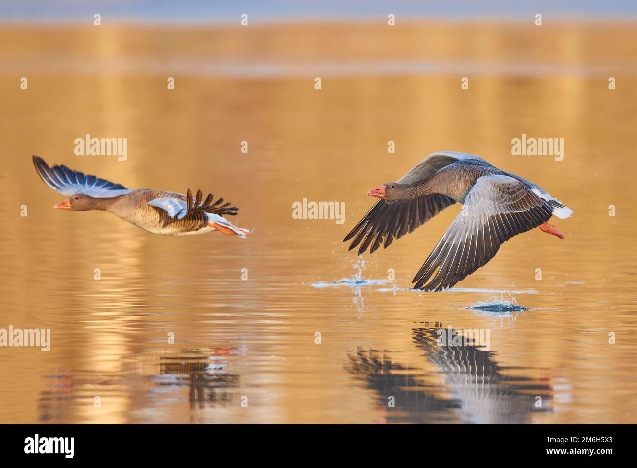 Greylag Goose (Anser anser), two geese in flight at take-off ...