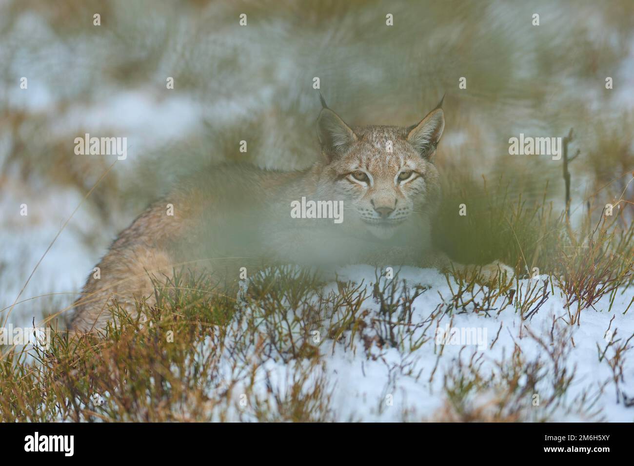 Eurasian lynx (Lynx lynx), lying in the snow, winter Stock Photo - Alamy