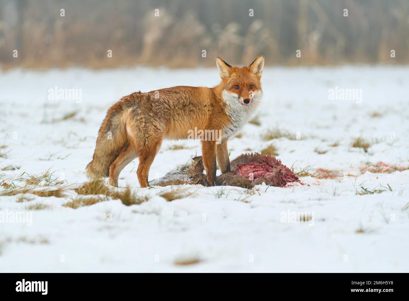 Red fox (Vulpes vulpes), at the loo, european roe deer (Capreolus ...