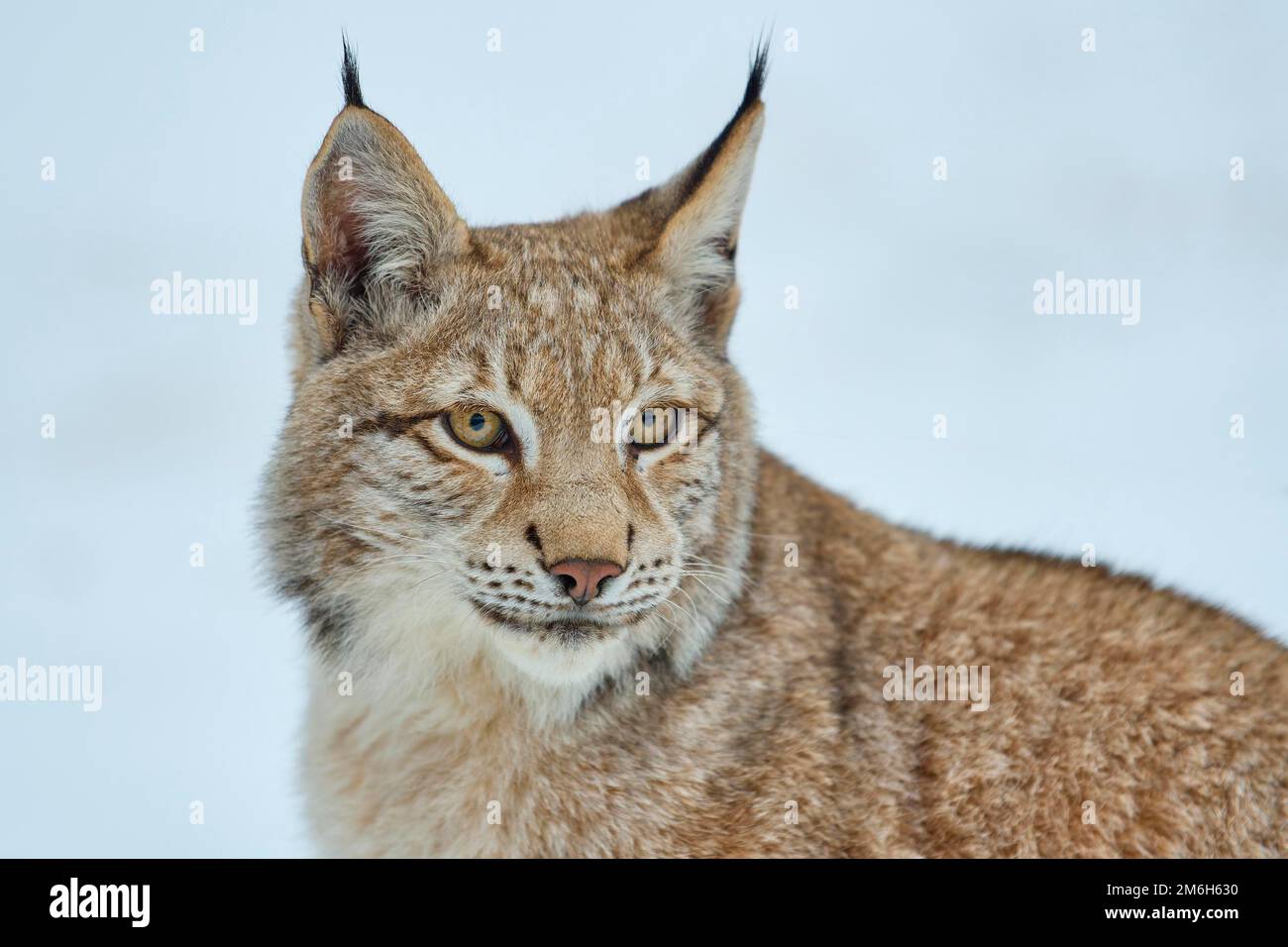 Eurasian lynx (Lynx lynx), portrait in winter Stock Photo - Alamy
